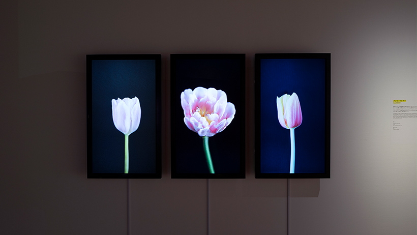 Anna Ridler at the AI Art Gallery | NVIDIA